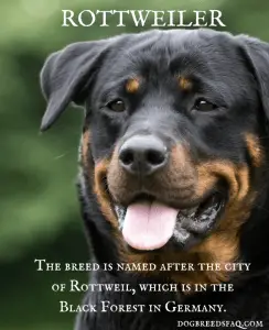 Rottweiler Complete Information | Dog Breeds FAQ