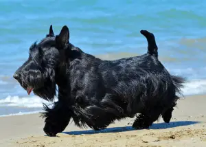 65 "Royal" British Dog Breeds ( Complete List )