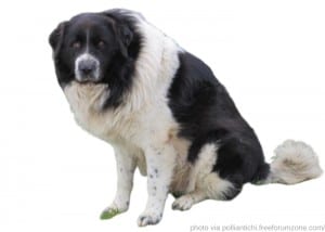 13 Amazingly Unique Italian Dog Breeds (Famous Italian Dogs)