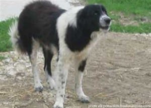 13 Amazingly Unique Italian Dog Breeds (Famous Italian Dogs)