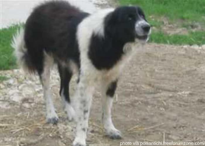 13 Amazingly Unique Italian Dog Breeds (Famous Italian Dogs)