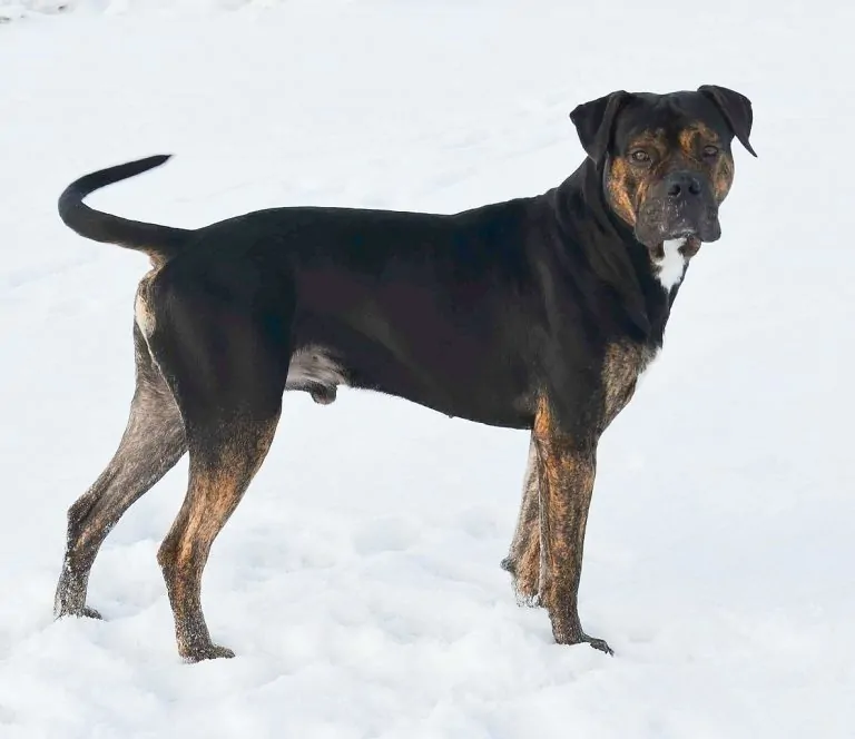 47 Spanish Dog Breeds [The Complete List With Photos]