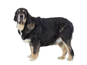 47 Spanish Dog Breeds [The Complete List With Photos]