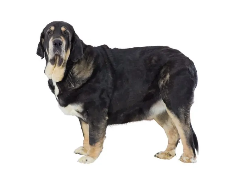 47 Spanish Dog Breeds [The Complete List With Photos]