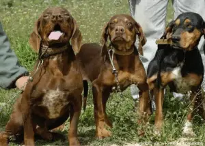 7 Turkish Dog Breeds ( Native Turkish Dogs )