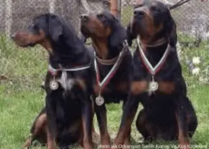 7 Turkish Dog Breeds ( Native Turkish Dogs )