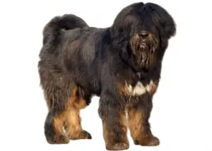 21 Popular Chinese Dog Breeds List ( Alphabetical )