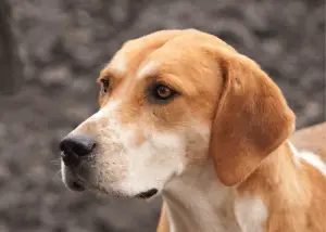 43 United States Dog Breeds (Popular Native Dogs In The US)