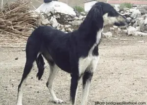 7 Turkish Dog Breeds ( Native Turkish Dogs )