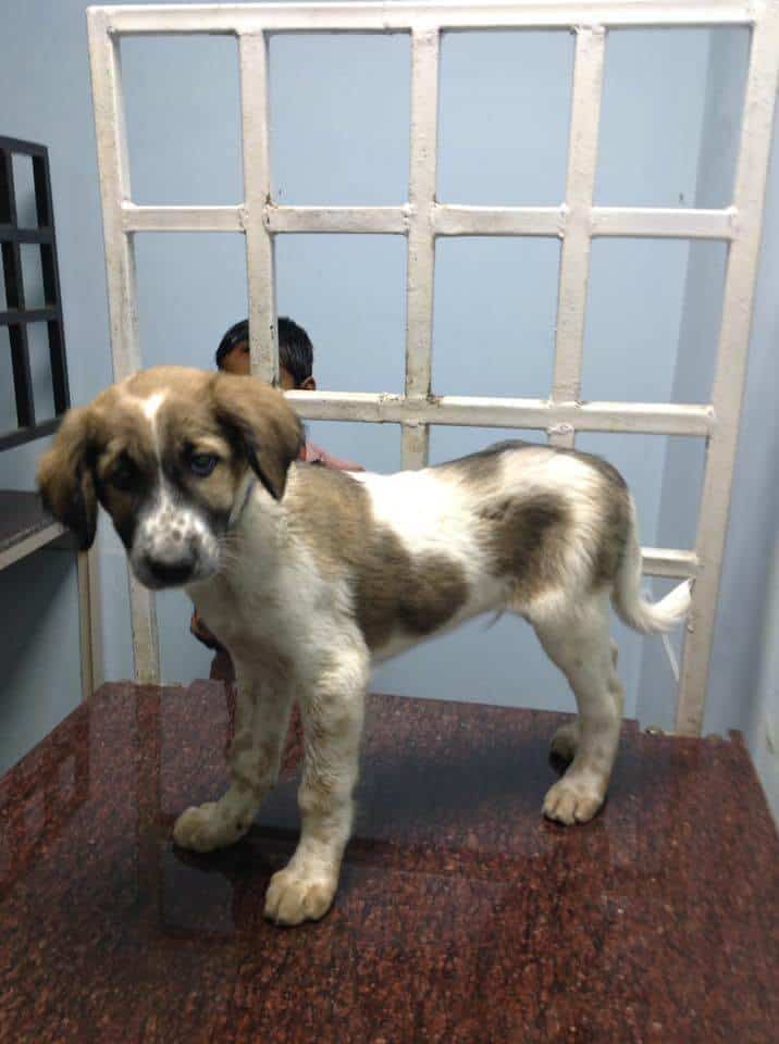 19 Exotic Indian Dog Breeds (Forgotten Native Dogs Of India)