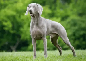 37 Popular German Dog Breeds List ( Alphabetical )