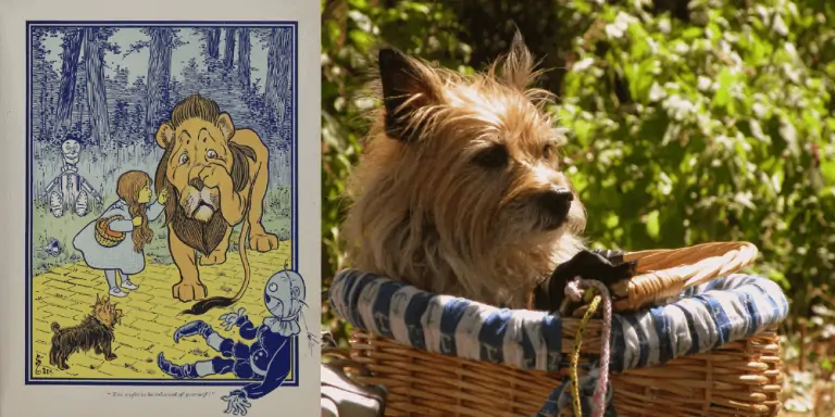 What Type of Dog Is Toto? ( Wizard Of Oz ) | Dog Breeds FAQ