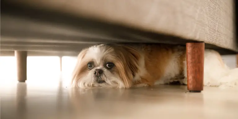Why Do Dogs Go Under The Bed: Unraveling Your K9's Secret