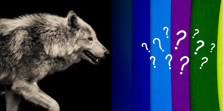 Wolf Colors: 7 Fascinating Shades of Nature's Canines | Dog Breeds FAQ