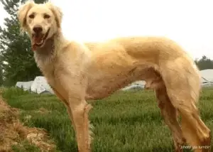 21 Popular Chinese Dog Breeds List ( Alphabetical )