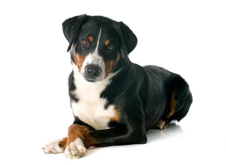 11 Switzerland Dog Breeds ( Swiss Dogs Complete List )