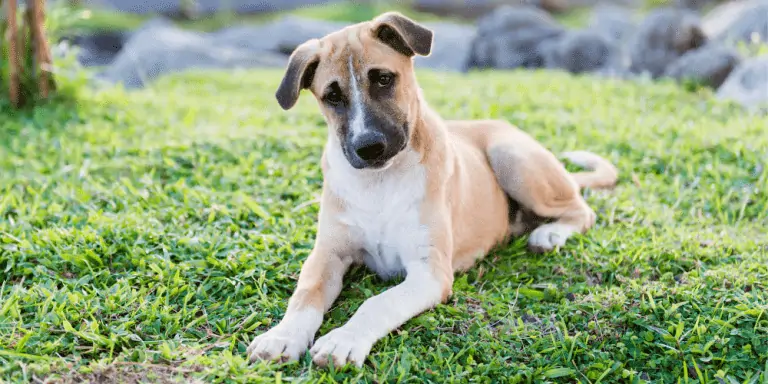 The Askal or Aspin Dog Breed: From Street Dog to Beloved Pet