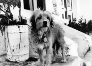 What Type of Dog Is Benji? | Dog Breeds FAQ