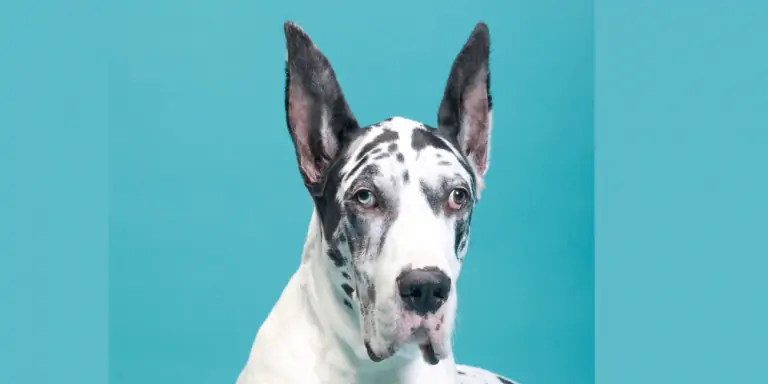 Great Dane Cropped Ears: Styles, Cost, and Care | Dog Breeds FAQ