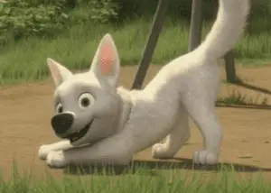 What Kind of Dog is Bolt? | Dog Breeds FAQ