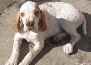 7 Turkish Dog Breeds ( Native Turkish Dogs )