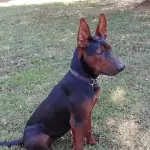 The Protective Chinese Red Dog Breed ( Laizhou Hong )