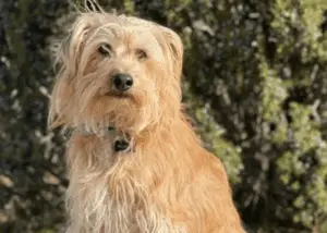 What Type of Dog Is Benji? | Dog Breeds FAQ