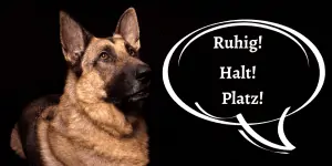24 Dog Commands in German ( With Pronunciation and Audio )