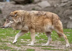 Wolf Eye Colors: The Science Behind Their Stunning Hues