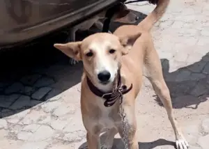 Ekuke Dogs: The Protective Nigerian Local Dog Breed