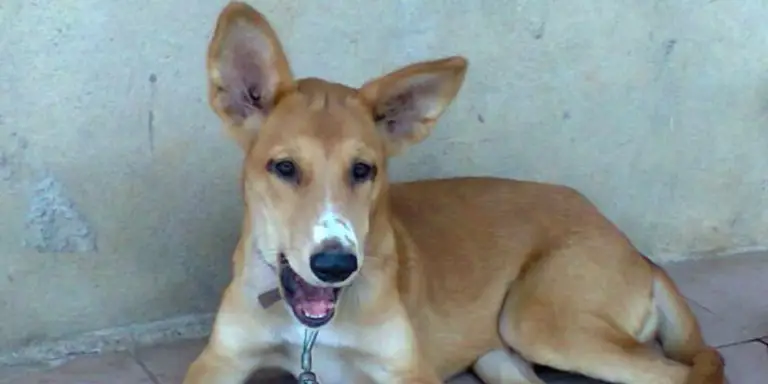 Ekuke Dogs: The Protective Nigerian Local Dog Breed