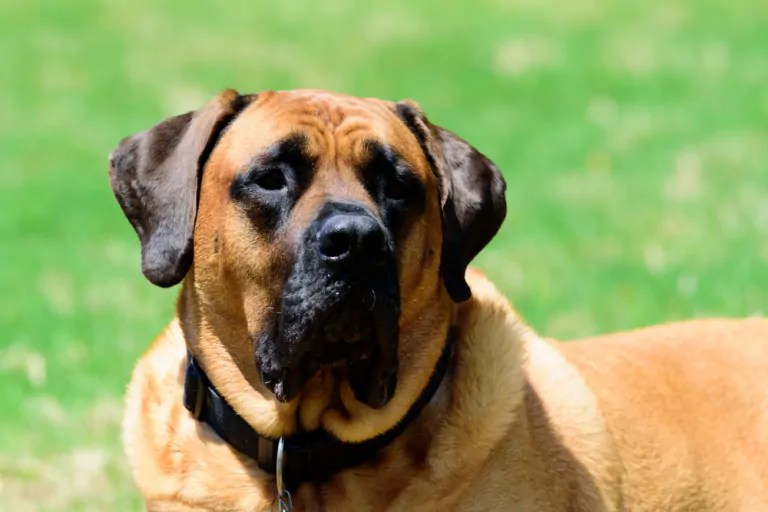Why Do Dogs Have Jowls? ( Asset or Liability )