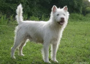 21 Popular Chinese Dog Breeds List ( Alphabetical )