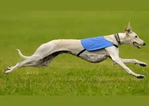 How Fast Can a Pit Bull Run Compared to Other Dogs?