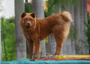 4 Vietnamese Dog Breeds ( Native Dogs Of Vietnam )