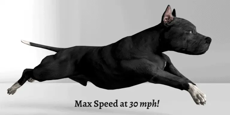 How Fast Can a Pit Bull Run Compared to Other Dogs?