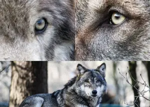 Wolf Eye Colors: The Science Behind Their Stunning Hues