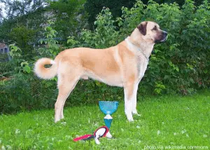 7 Turkish Dog Breeds ( Native Turkish Dogs )