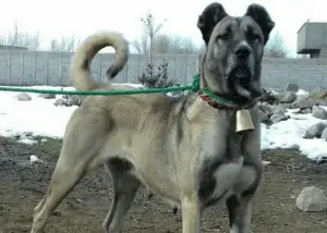 The Sarabi Dog: A Breed of Unmatched Loyalty & Protection