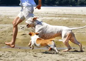 How Fast Can a Pit Bull Run Compared to Other Dogs?
