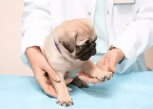 Brindle Pug: The Dog Behind the RARE Striped Coat