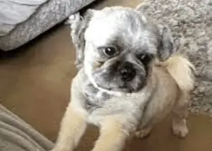 25 Dogs that Look Like Pugs ( Or With Pug Similarities )