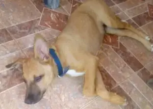 Ekuke Dogs: The Protective Nigerian Local Dog Breed