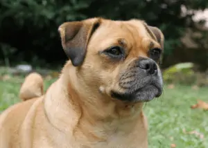 Retro Pug: The Health Twist in Pug Breeds | Dog Breeds FAQ