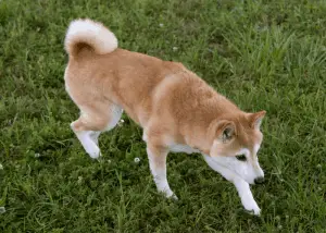 15 MUST KNOW Shiba Inu Pros and Cons (Before You Get One)