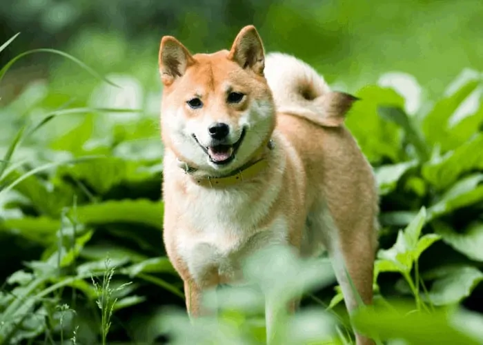 15 MUST KNOW Shiba Inu Pros and Cons (Before You Get One)