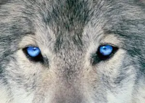 Wolf Eye Colors: The Science Behind Their Stunning Hues