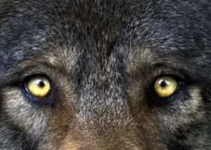 Wolf Eye Colors: The Science Behind Their Stunning Hues