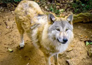Wolf Colors: 7 Fascinating Shades of Nature's Canines | Dog Breeds FAQ